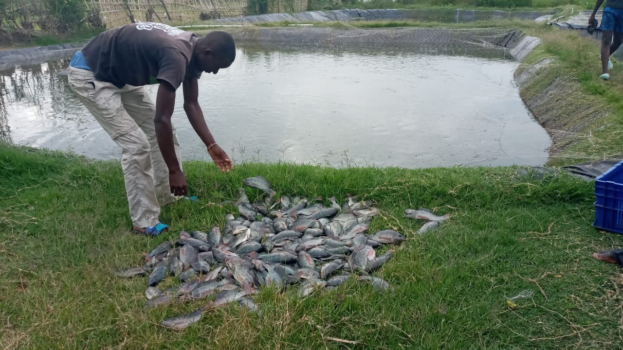 Fish Farming – Food Safety – Victoria Community Project